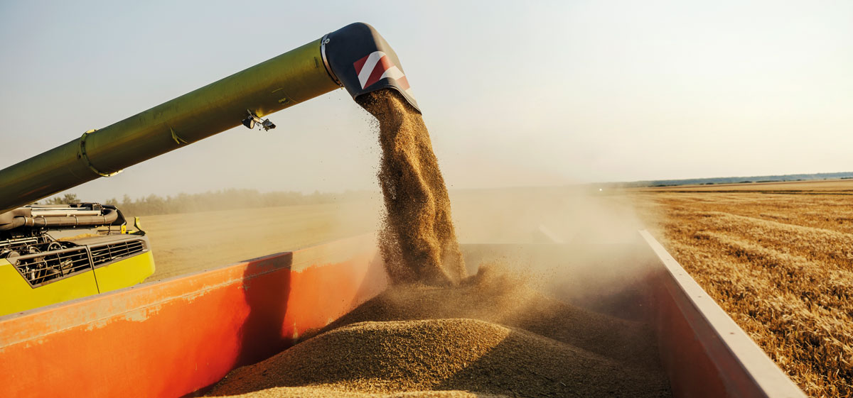 Mycotoxin Contamination: Science-Backed Strategies for Risk Reduction ...